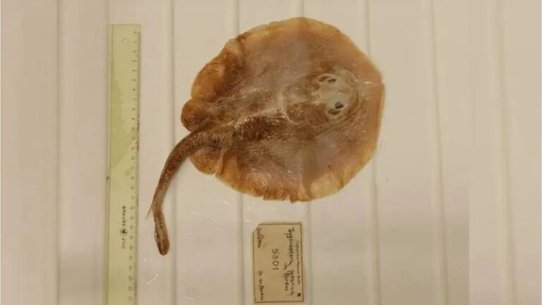 Pela primeira vez, espécie marinha é declarada extinta por conta da ...
