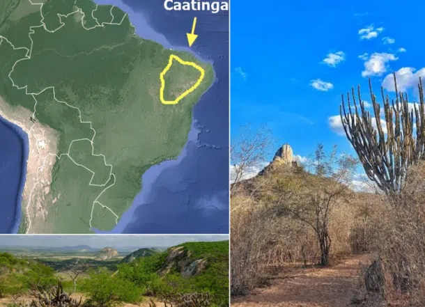 A Caatinga é o único bioma exclusivamente brasileiro - Carbono Zero ...
